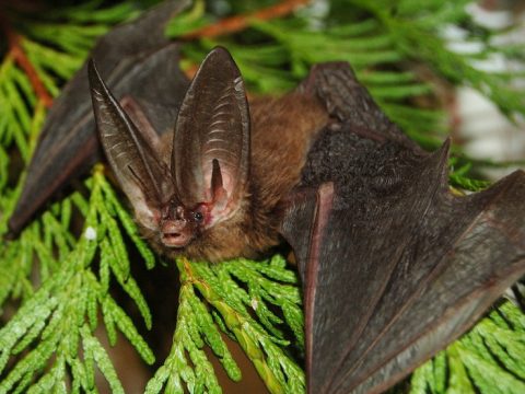 Big Eared Bat | Friends of Cortes Island
