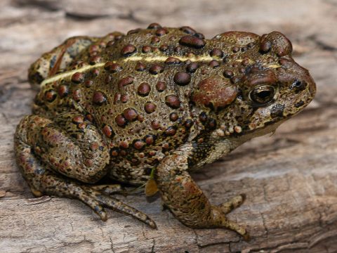 Western Toad | Friends of Cortes Island